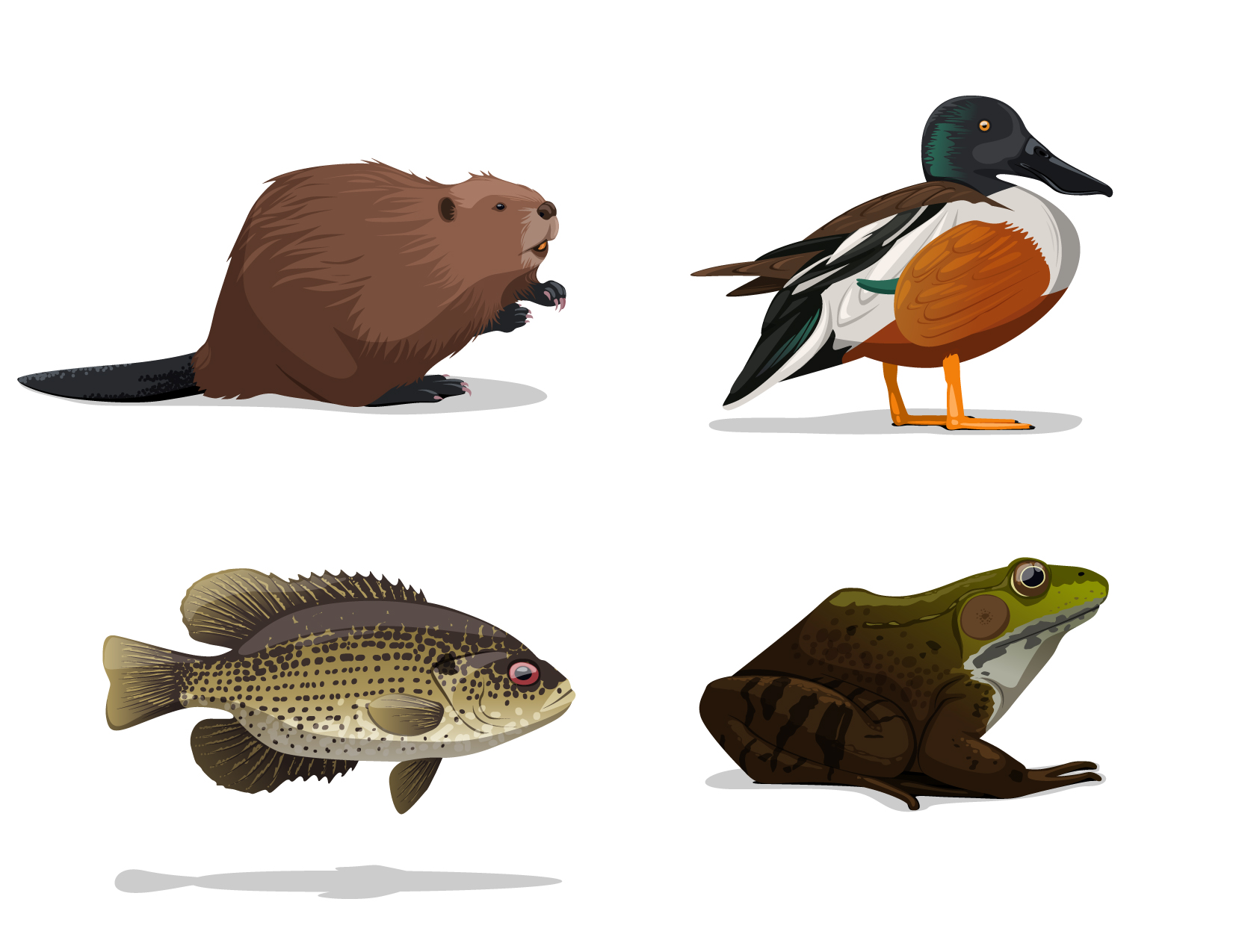 Illustration Québec - Manuel Petersen - Animaux - réalistes